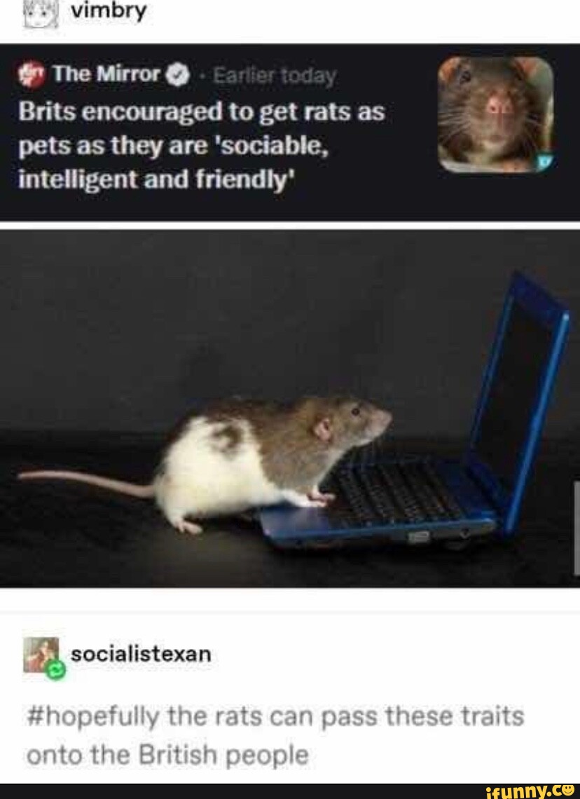 The Brits encouraged to get rats as I pets as they are sociable ...