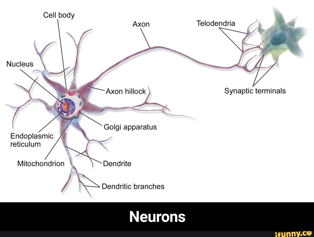 Telodendria memes. Best Collection of funny Telodendria pictures on iFunny