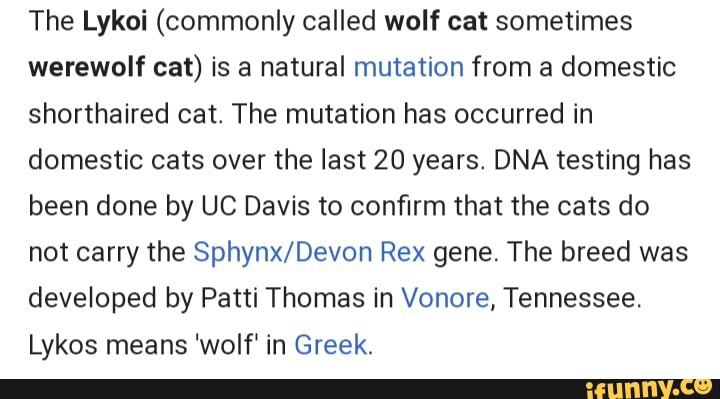 Meet Lykoi- The Wolf Cat - The Lykoi (commonly called wolf cat ...