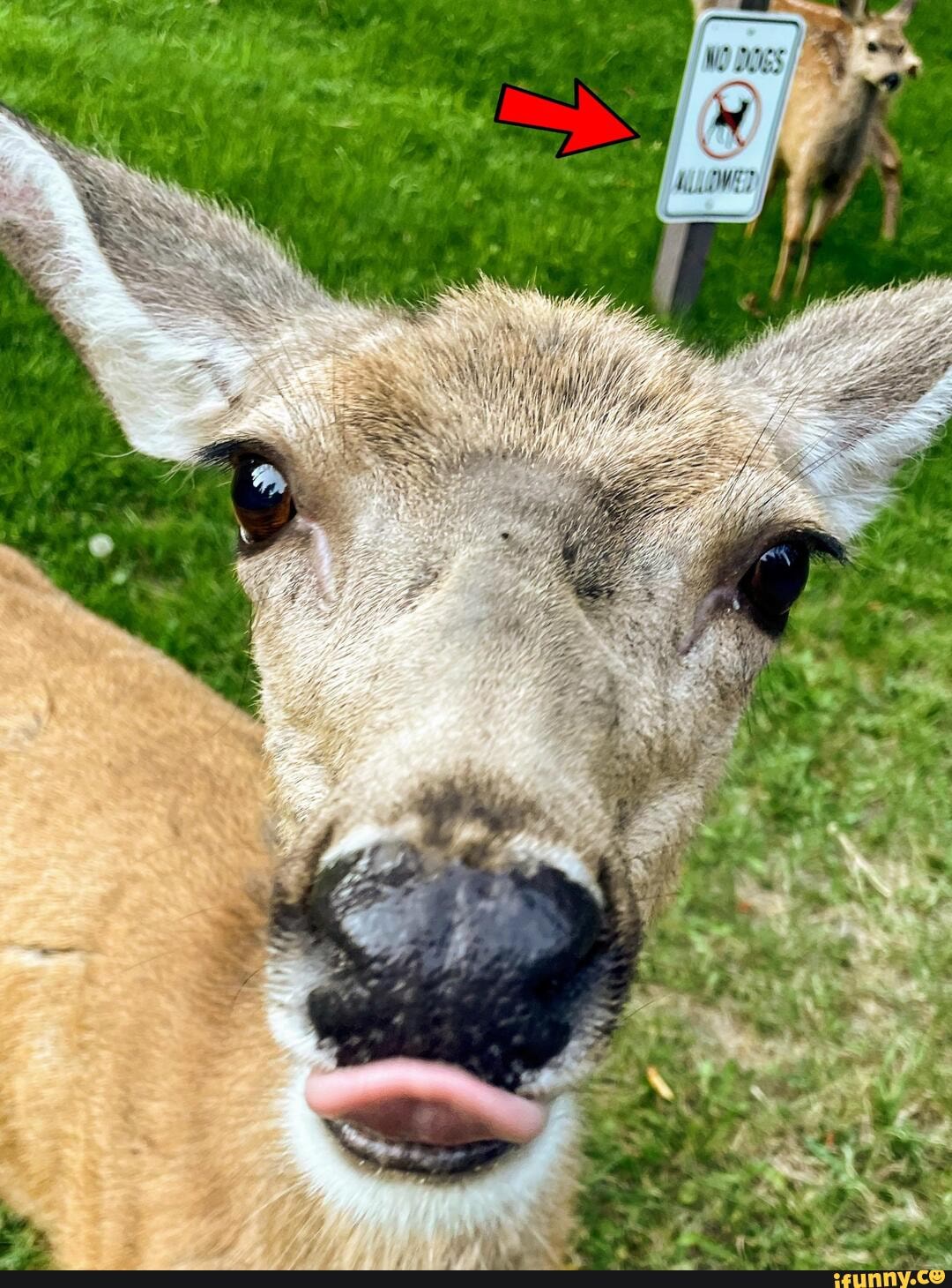 Neener memes. Best Collection of funny Neener pictures on iFunny