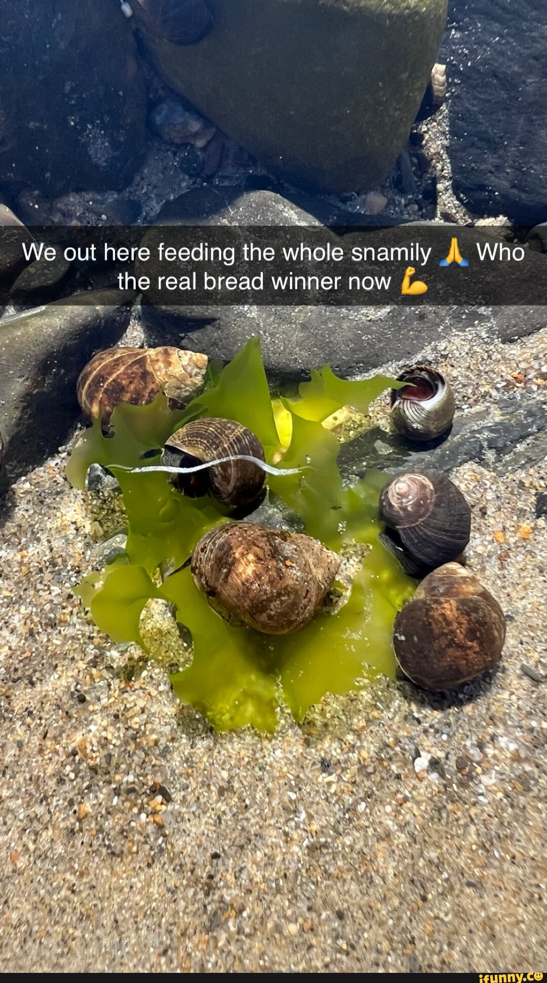 Snails memes. Best Collection of funny Snails pictures on iFunny