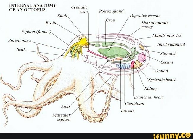 INTERNAL ANATOMY OF AN OCTOPUS Gti vein, Poison gland Gonad 'Systemic ...