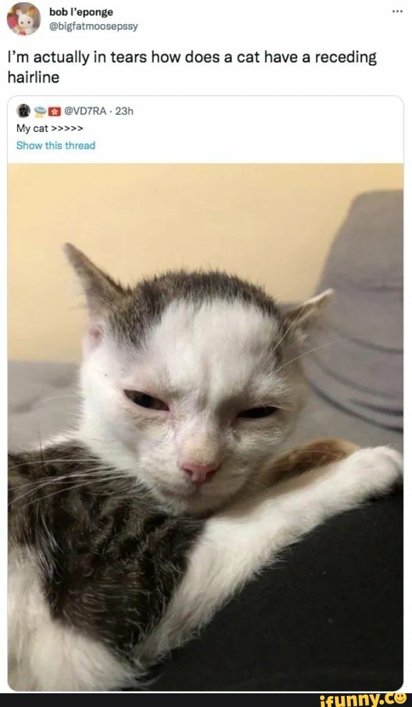 I'm actually in tears how does a cat have a receding hairline @ Ov07RA ...