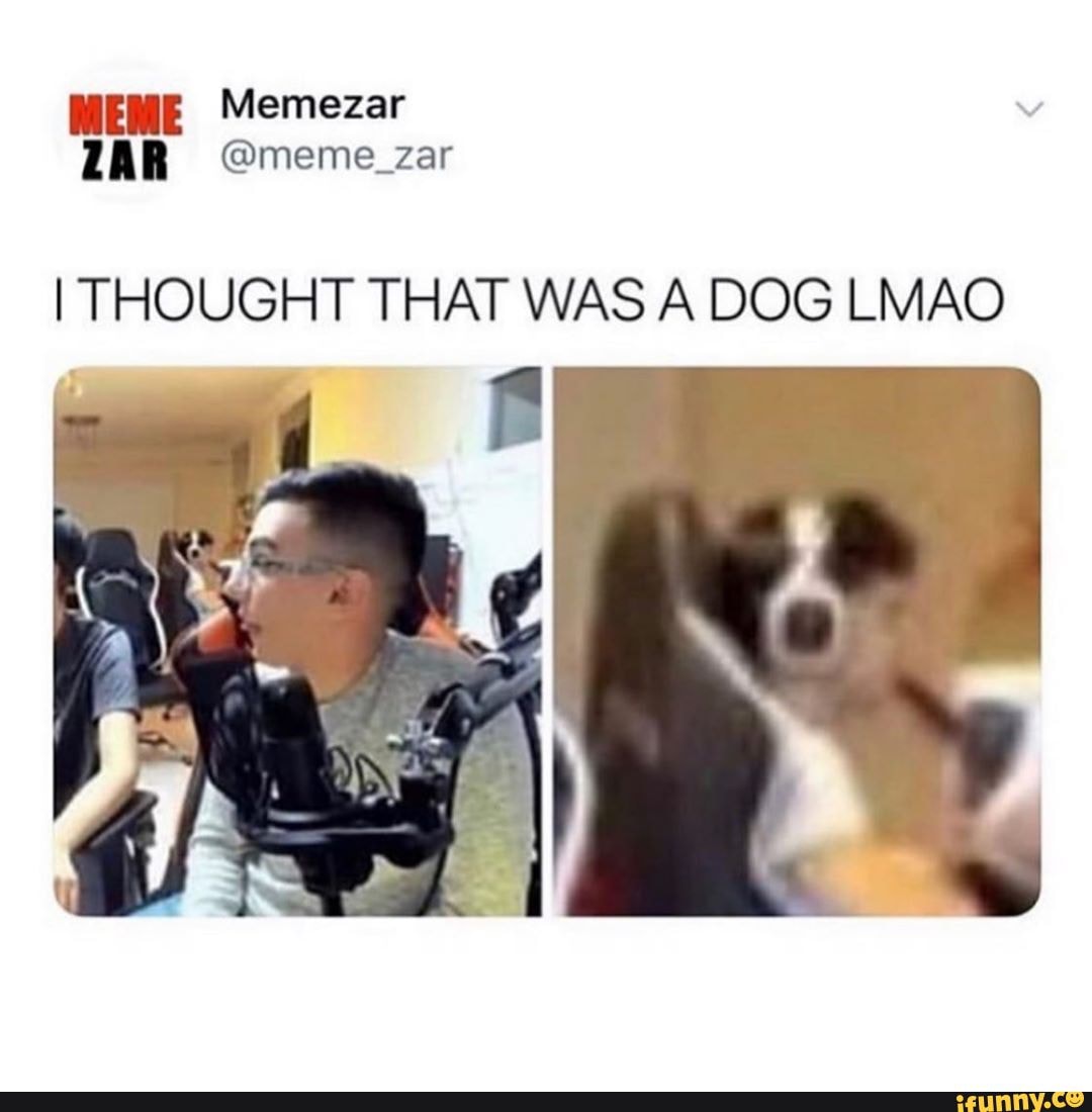 MEME Memezar ZAR @meme_zar I THOUGHT THAT WAS A DOG LMAO - iFunny
