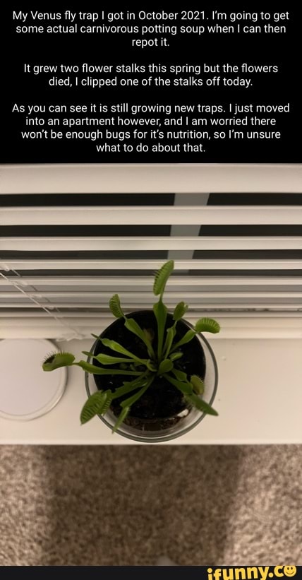 Potting memes. Best Collection of funny Potting pictures on iFunny