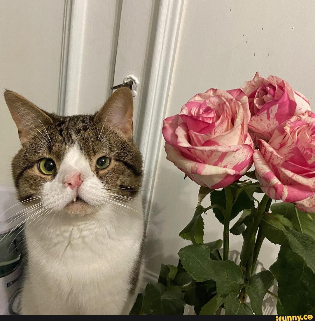 Milka memes. Best Collection of funny Milka pictures on iFunny