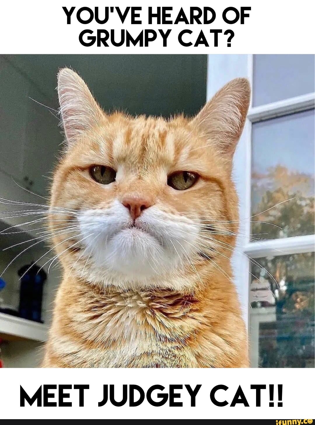 Judgemental_cat memes. Best Collection of funny Judgemental_cat ...