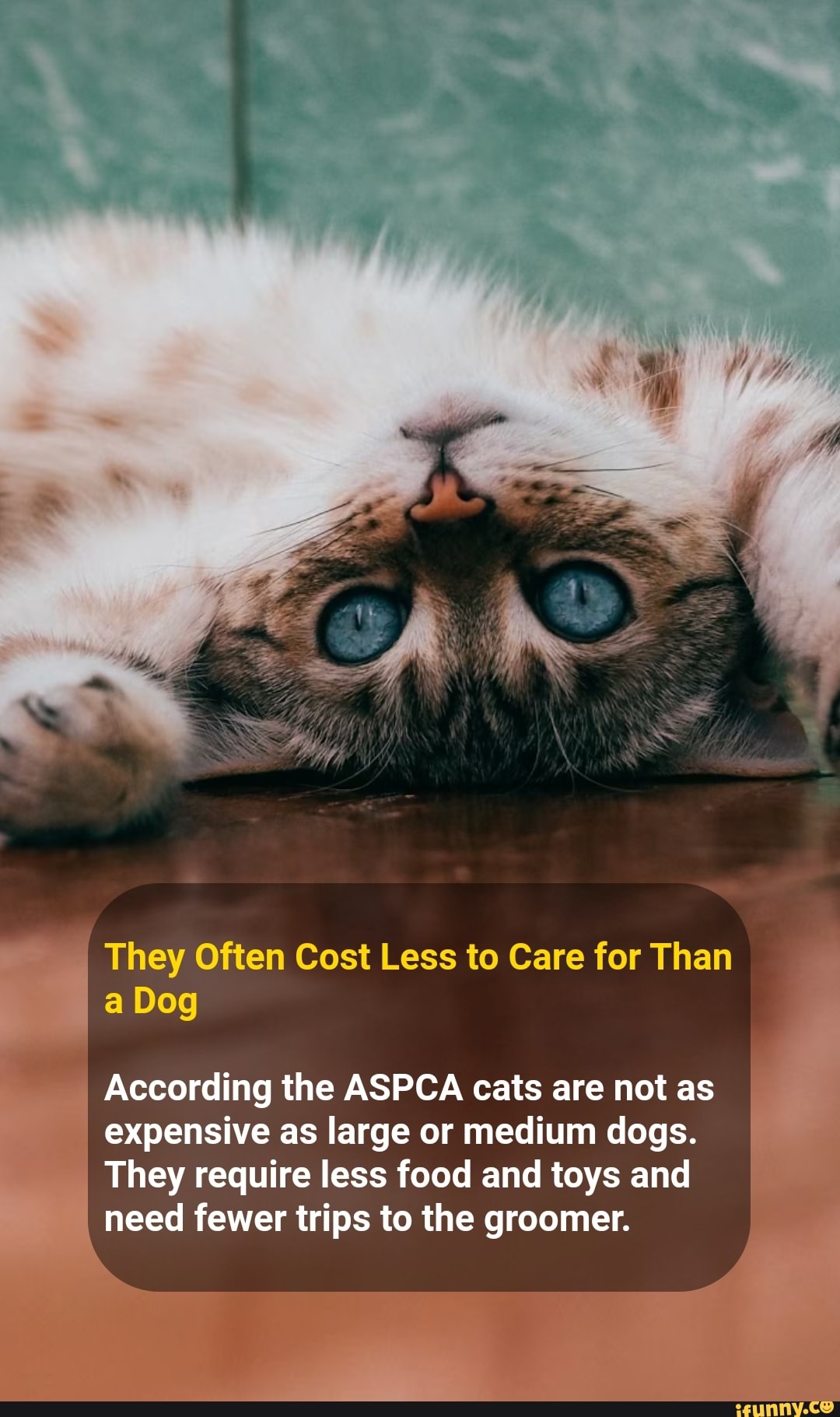 Aspca memes. Best Collection of funny Aspca pictures on iFunny
