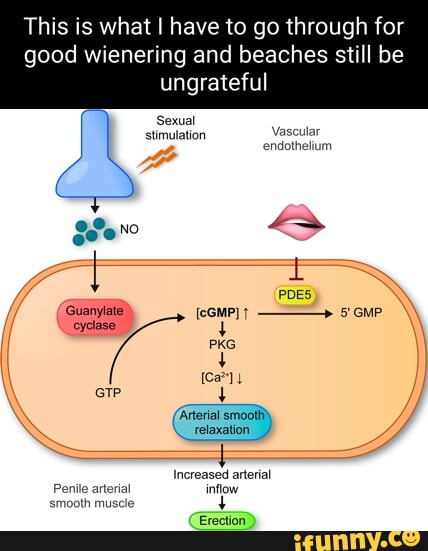 Vascular memes. Best Collection of funny Vascular pictures on iFunny