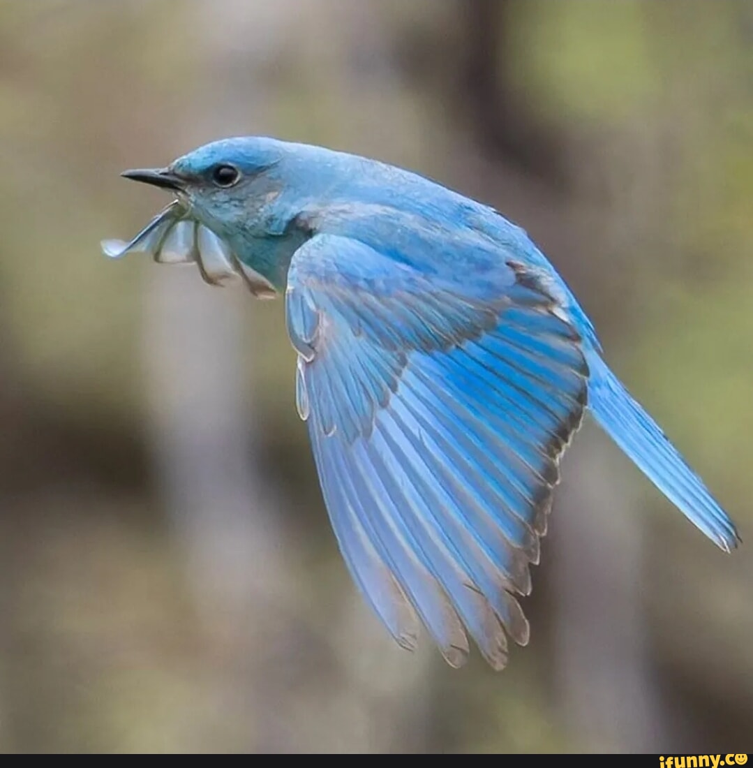 Bluebird memes. Best Collection of funny Bluebird pictures on iFunny