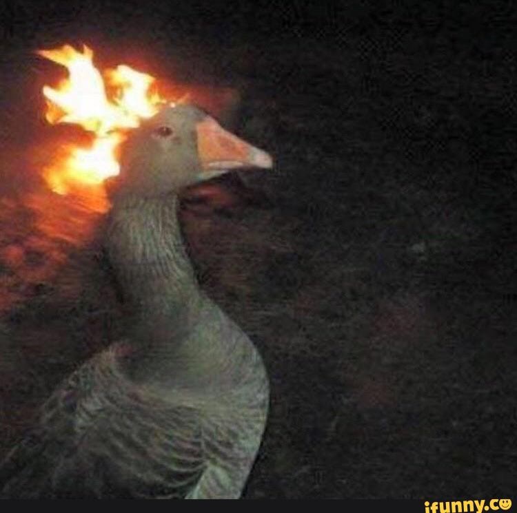 Cursed_duck memes. Best Collection of funny Cursed_duck pictures on iFunny
