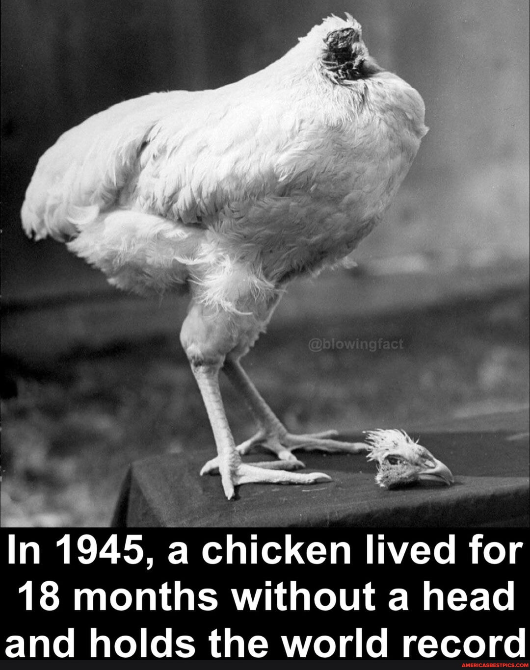 In 1945, a remarkable chicken named Mike achieved the world record by ...