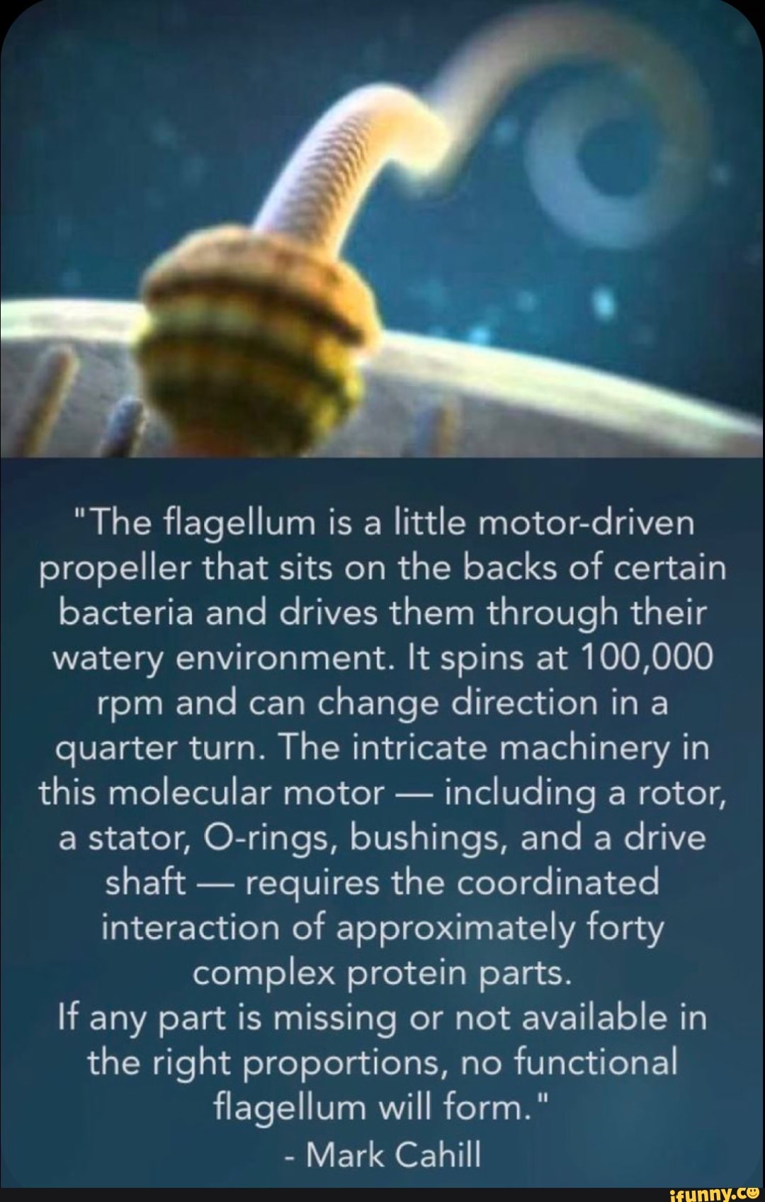 "The flagellum is a little motor-driven propeller that sits on the ...