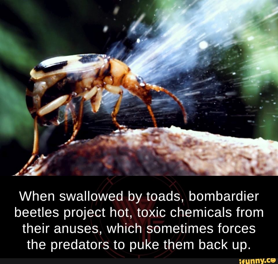When swallowed by toads, bombardier beetles project hot, toxic ...