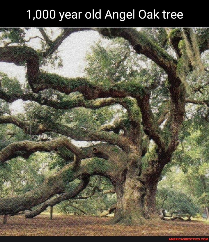 1,000 year old Angel Oak tree - America’s best pics and videos