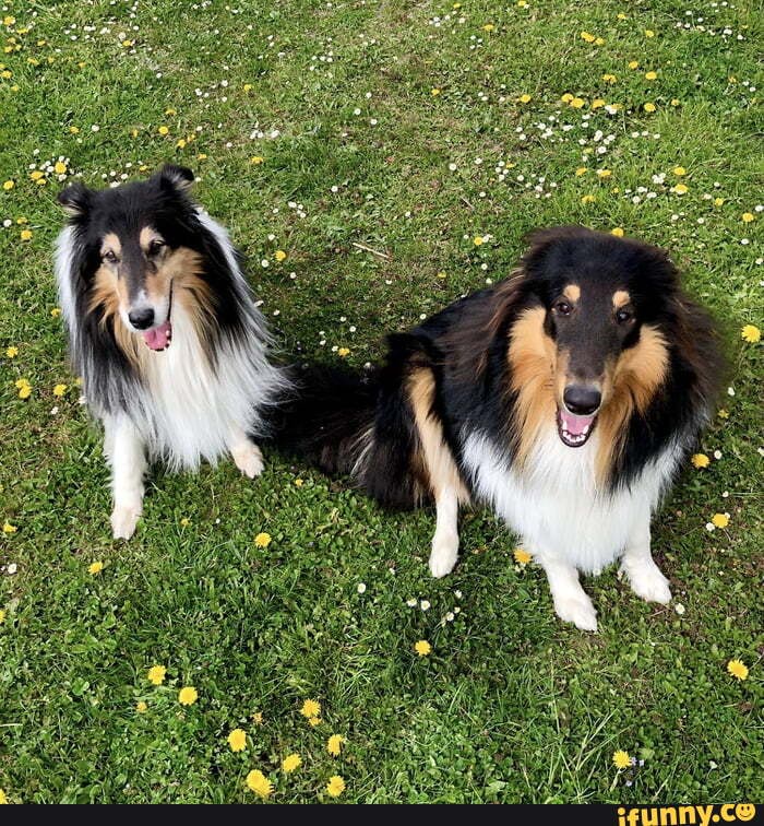 Rough_collies memes. Best Collection of funny Rough_collies pictures on ...