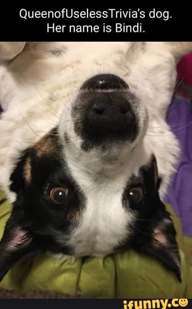 QueenofUselessTrivia's dog. Her name is Bindi. - iFunny