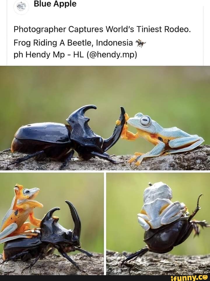Blue Apple Photographer Captures World's Tiniest Rodeo. Frog Riding A ...