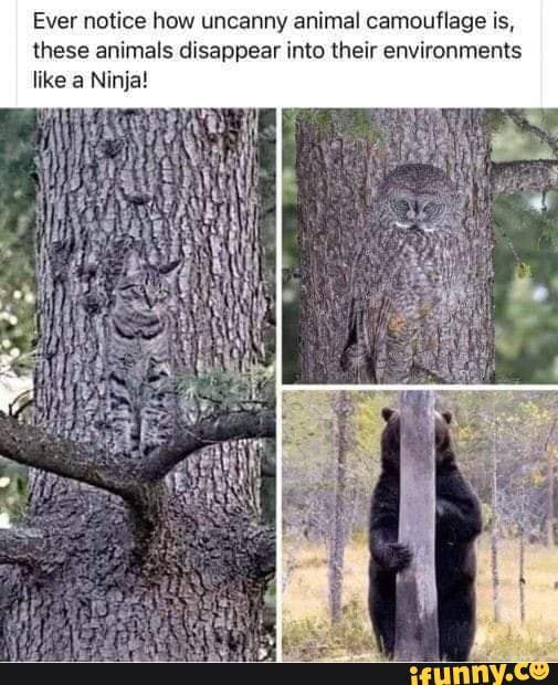 Ever notice how uncanny animal camouflage is, these animals disappear ...