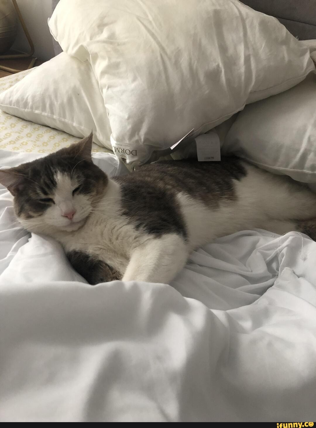 Catnapping memes. Best Collection of funny Catnapping pictures on iFunny