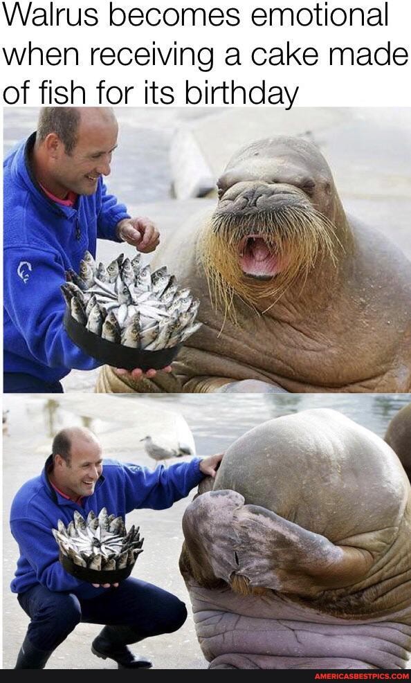 Walrus becomes emotional when receiving a cake made of fish for its ...