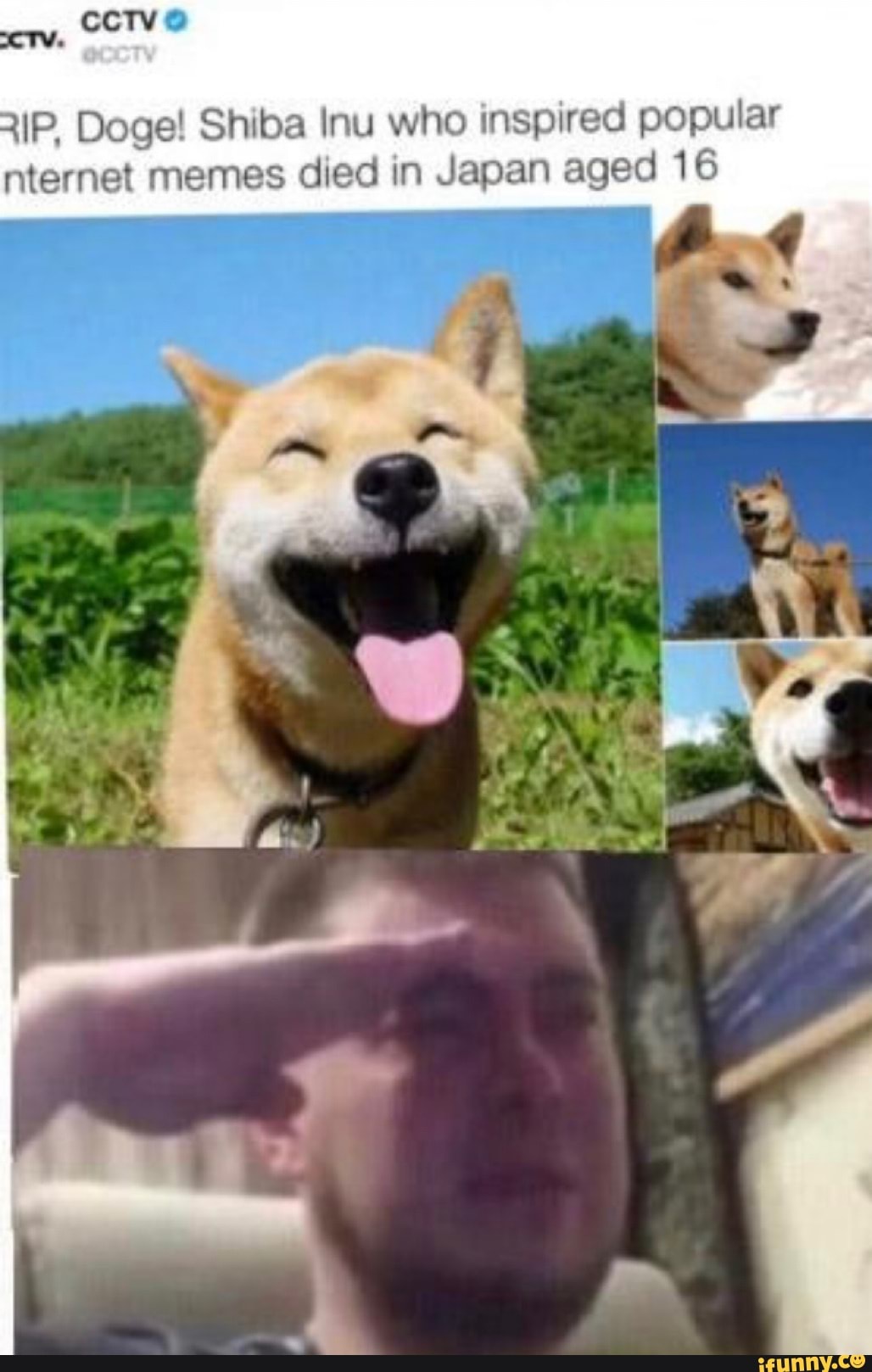 IP, Doge! Shiba Inu who inspired popular nternet memes died in Japan ...