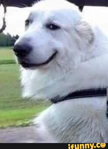 Smugface memes. Best Collection of funny Smugface pictures on iFunny