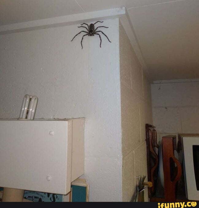 Giant_huntsman_spider memes. Best Collection of funny Giant_huntsman ...