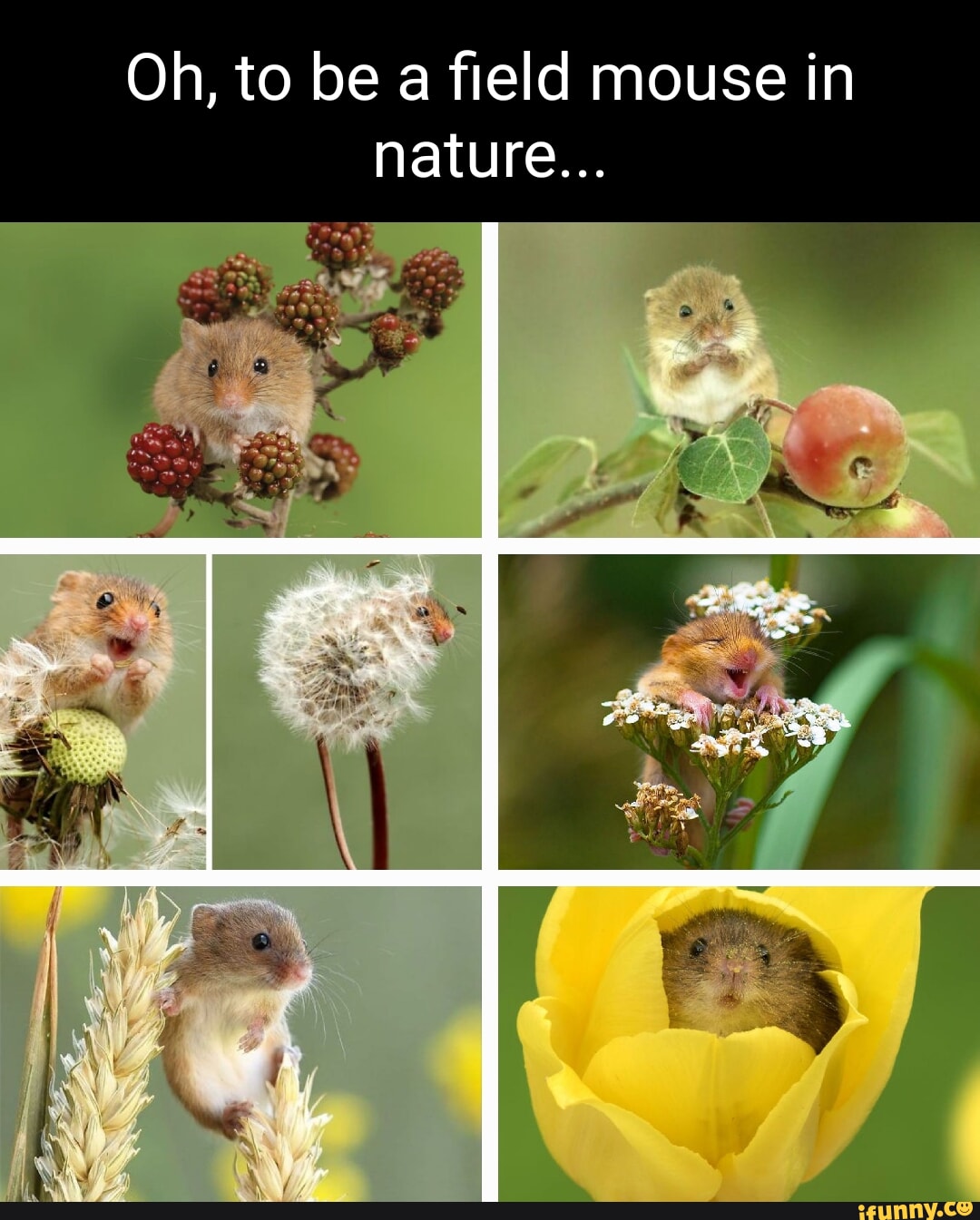 Field Mouse Memes Mouse Meme 2 By SuperMarioFan65 On DeviantArt