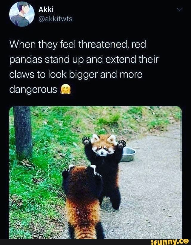 Red Panda Standing
