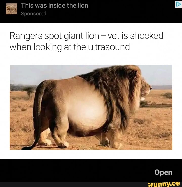 Rangers Spot Giant Lion
