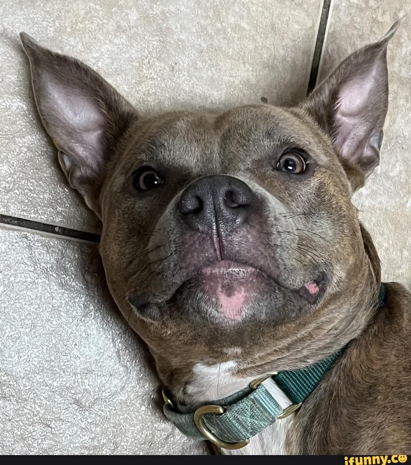 Chimkin memes. Best Collection of funny Chimkin pictures on iFunny