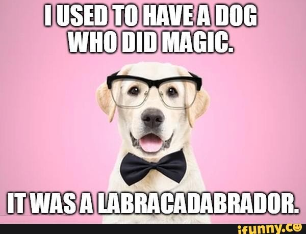 Labracadabrador memes. Best Collection of funny Labracadabrador ...