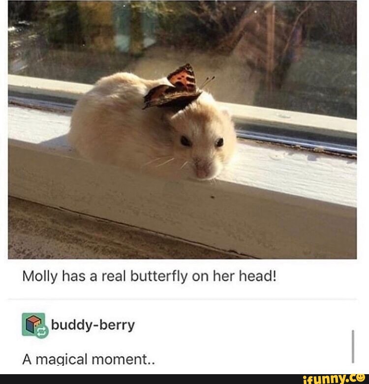 Butterfly memes. Best Collection of funny Butterfly pictures on iFunny