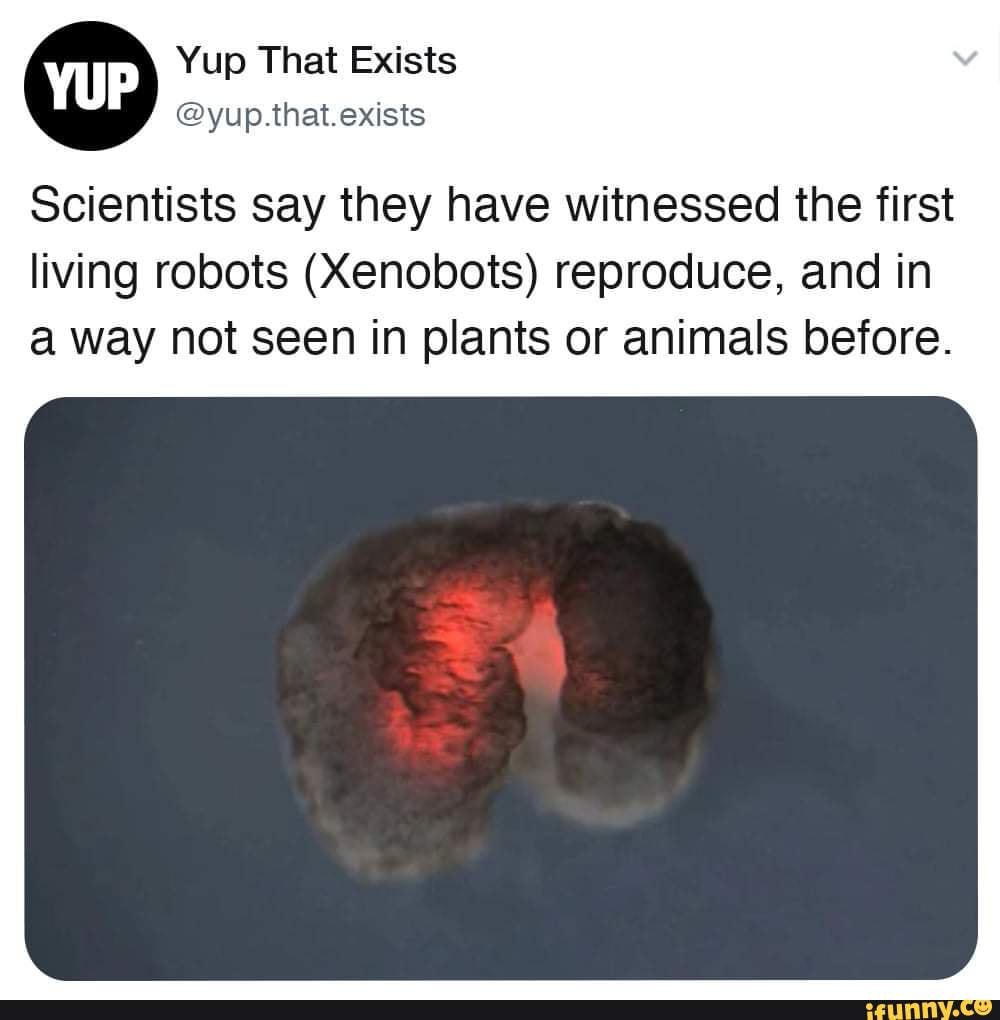Scientists say they have witnessed the first living robots (Xenobots ...