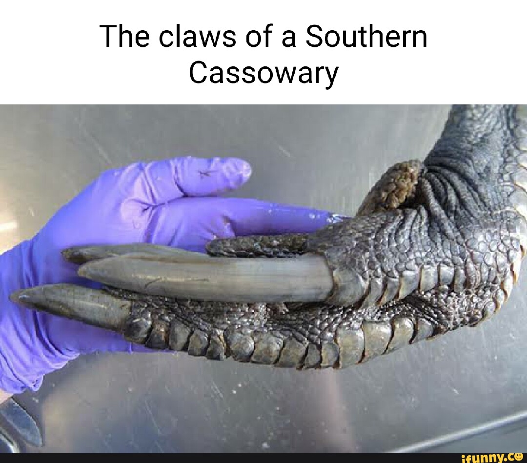 The claws of a Southern Cassowary - iFunny