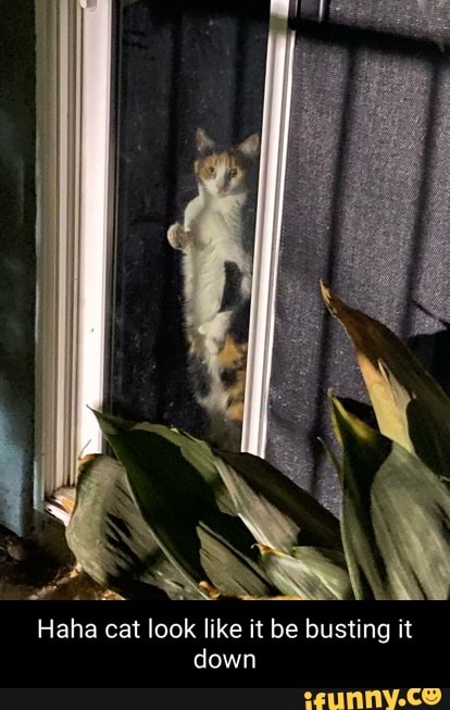 Cat memes. Best Collection of funny Cat pictures on iFunny