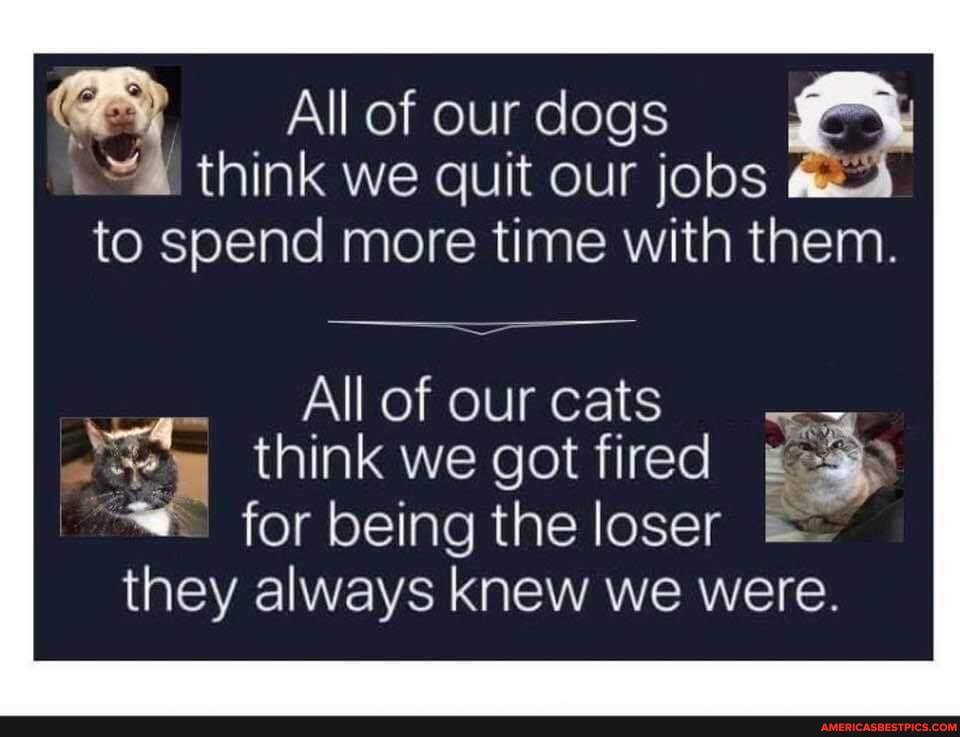 All of our dogs "4 think we quit our jobs to spend more time with them ...