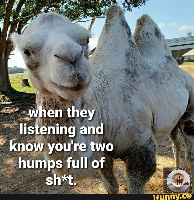 Camel memes. Best Collection of funny Camel pictures on iFunny