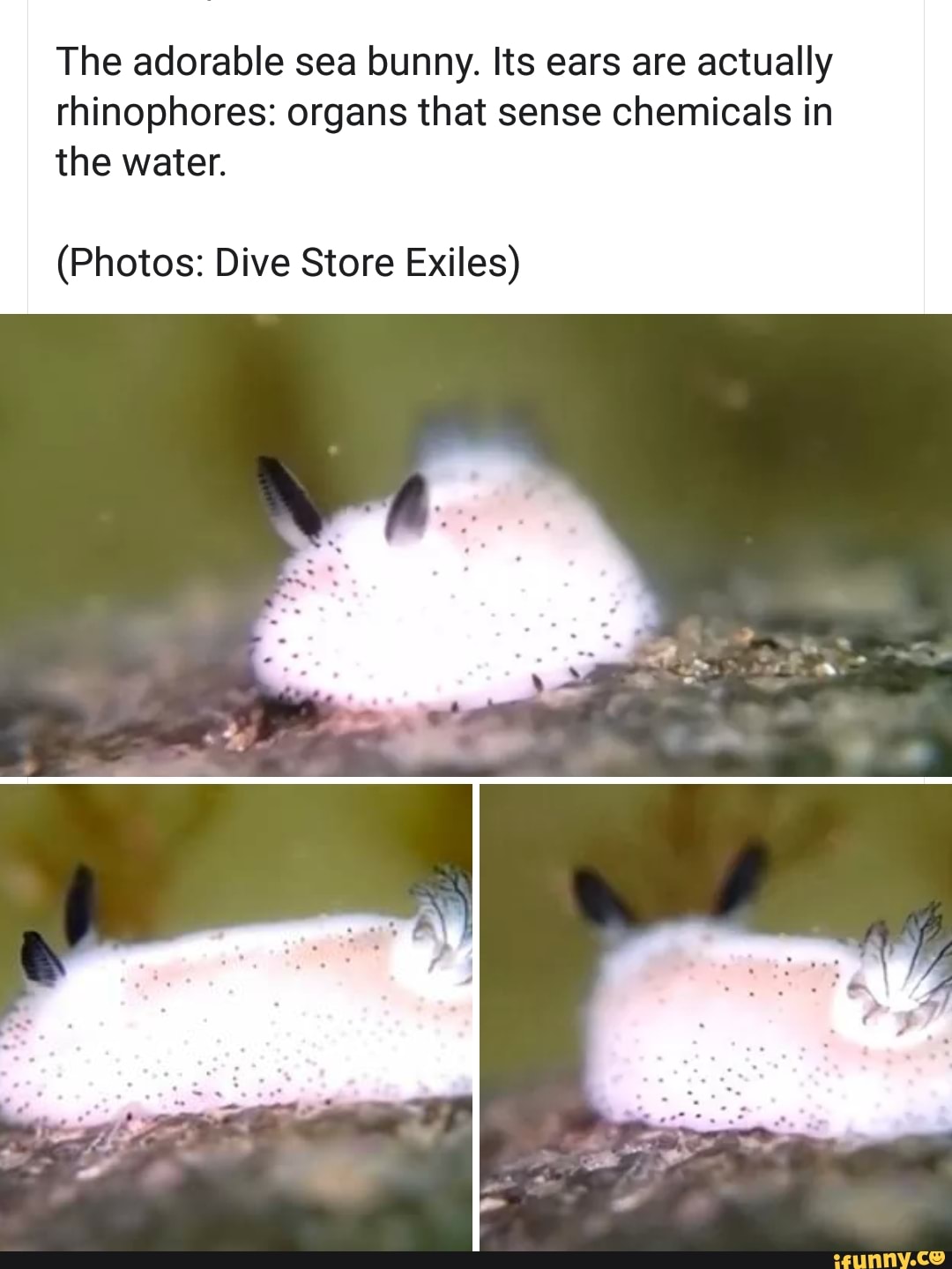 The adorable sea bunny. Its ears are actually rhinophores: organs that ...