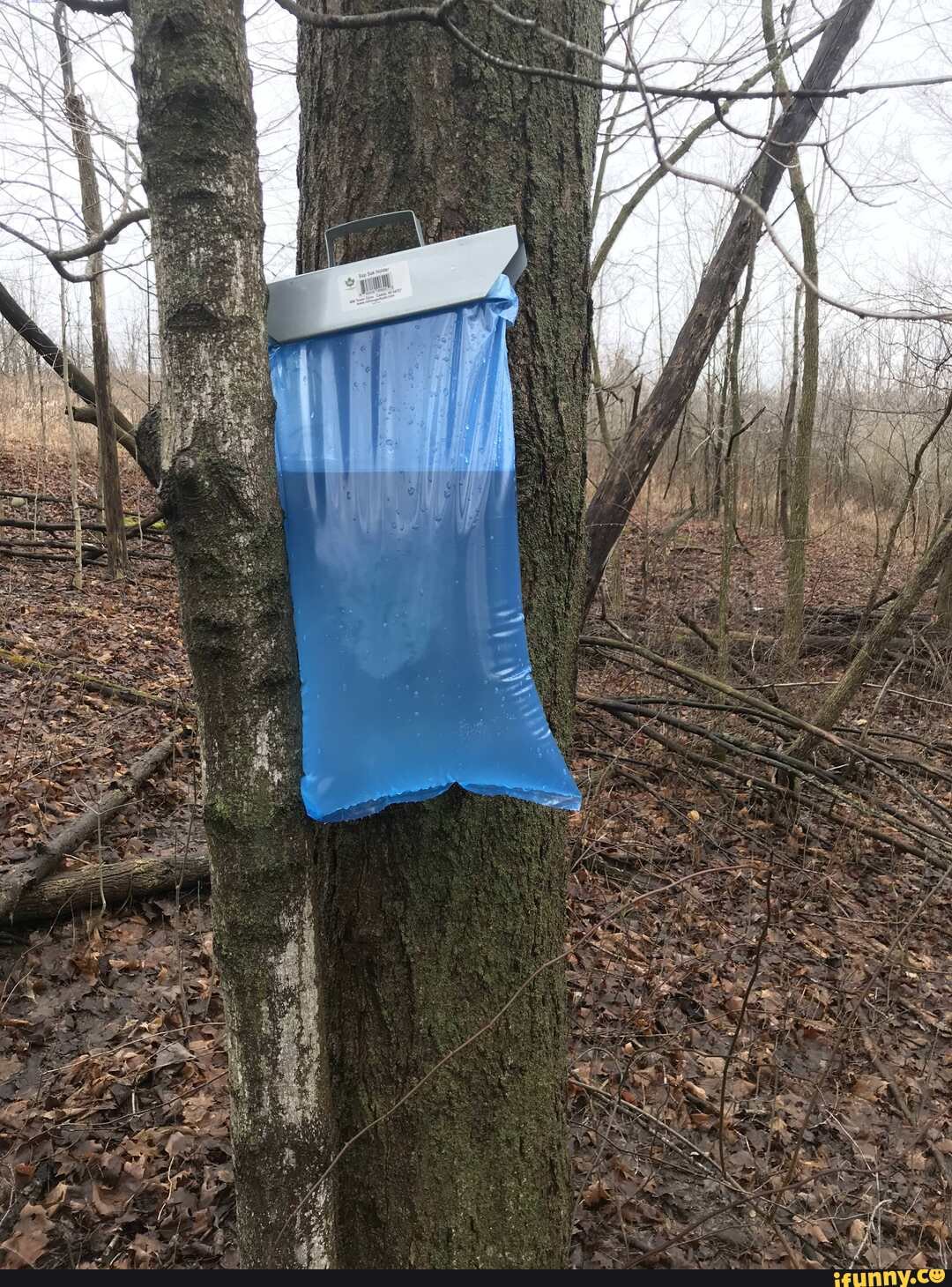 Maple_syrup memes. Best Collection of funny Maple_syrup pictures on iFunny