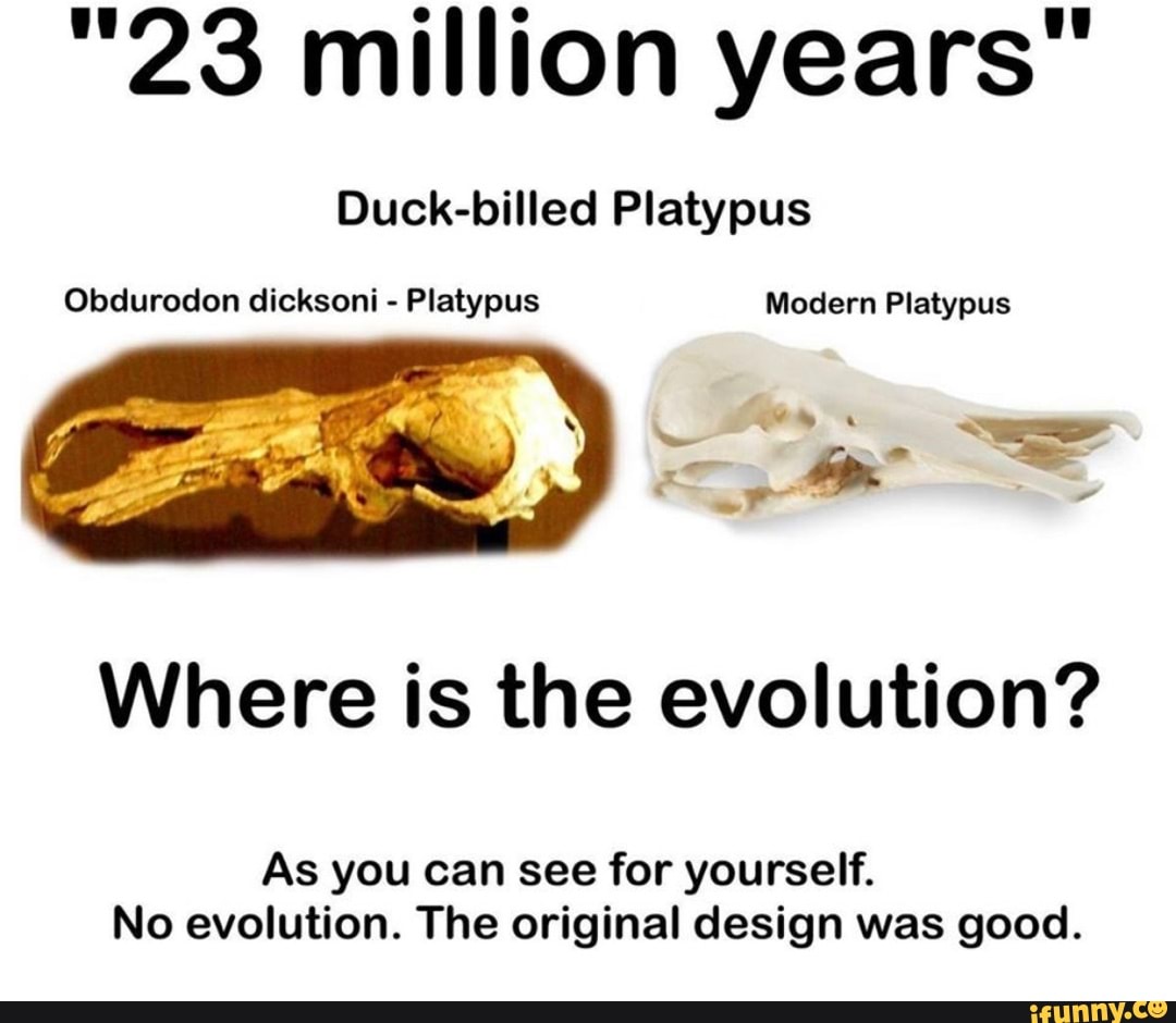 "23 million years" Duck-billed Platypus Obdurodon dicksoni - Platypus ...