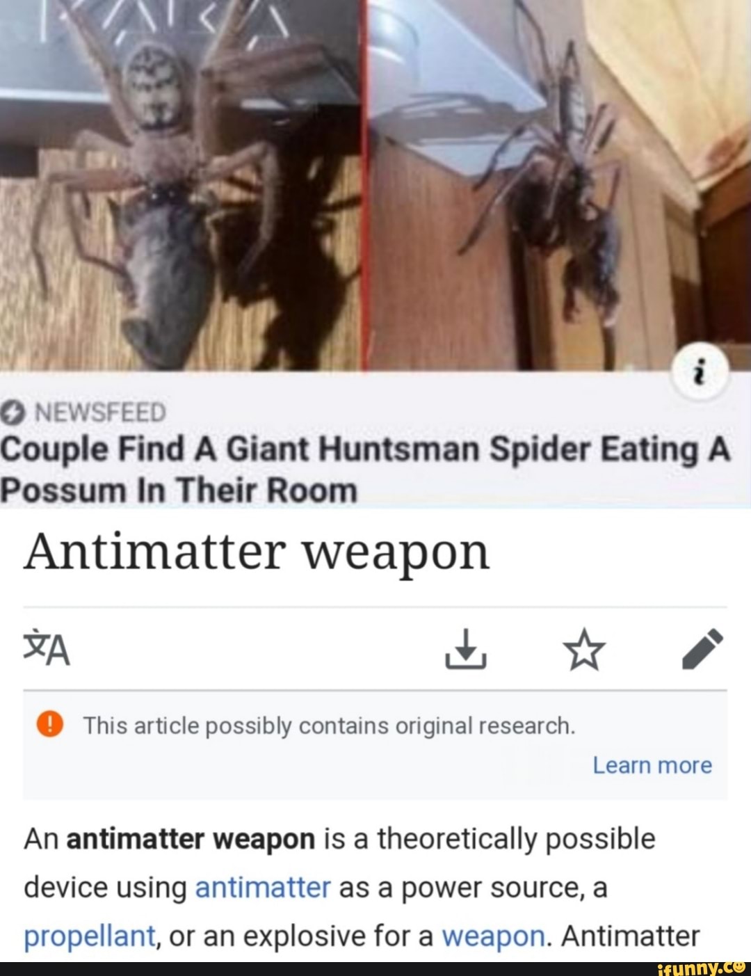© NEWSFEED Couple Find A Giant Huntsman Spider Eating A Possum In Their ...