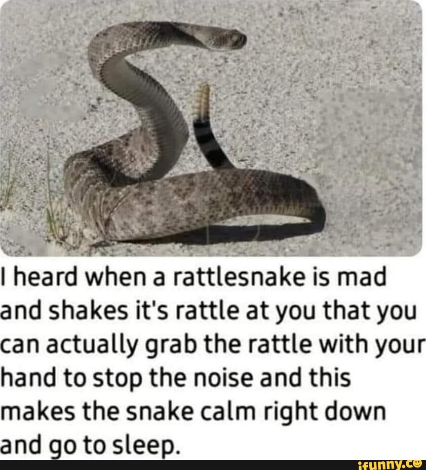 I heard when a rattlesnake is mad and shakes it's rattle at you that ...