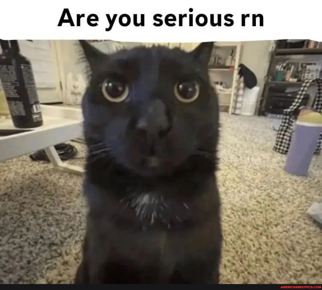 Fr??? ong? - - - #meme #memes #cats #cat #cats_of_world #cats_of ...
