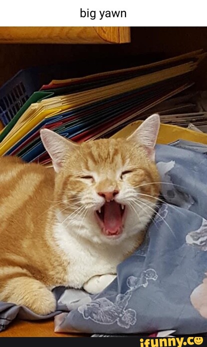 Snaggle memes. Best Collection of funny Snaggle pictures on iFunny