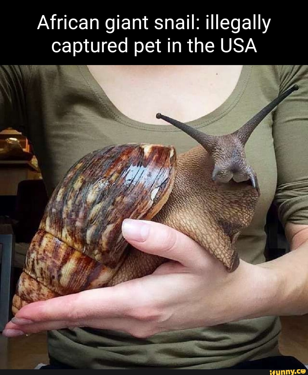 African giant snail: illegally captured pet in the USA - iFunny