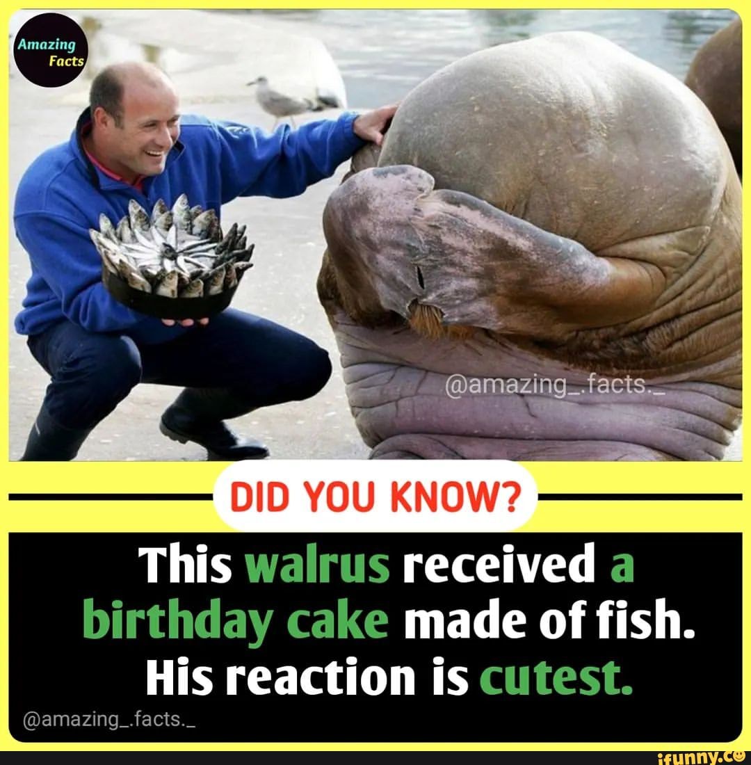 - DID YOU KNOW? This walrus received a birthday cake made of fish. His ...