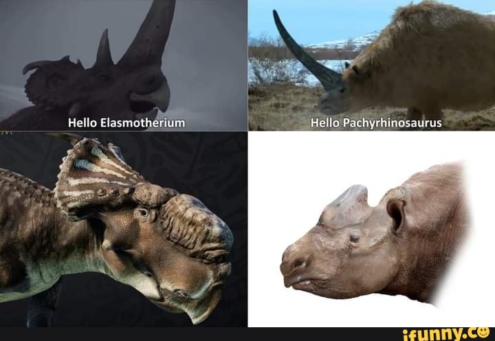 Pachyrhinosaurus memes. Best Collection of funny Pachyrhinosaurus ...
