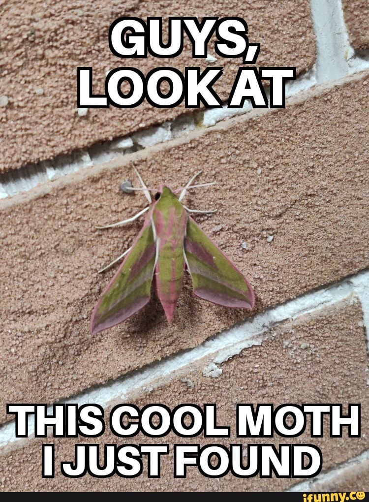 Coolmoth memes. Best Collection of funny Coolmoth pictures on iFunny